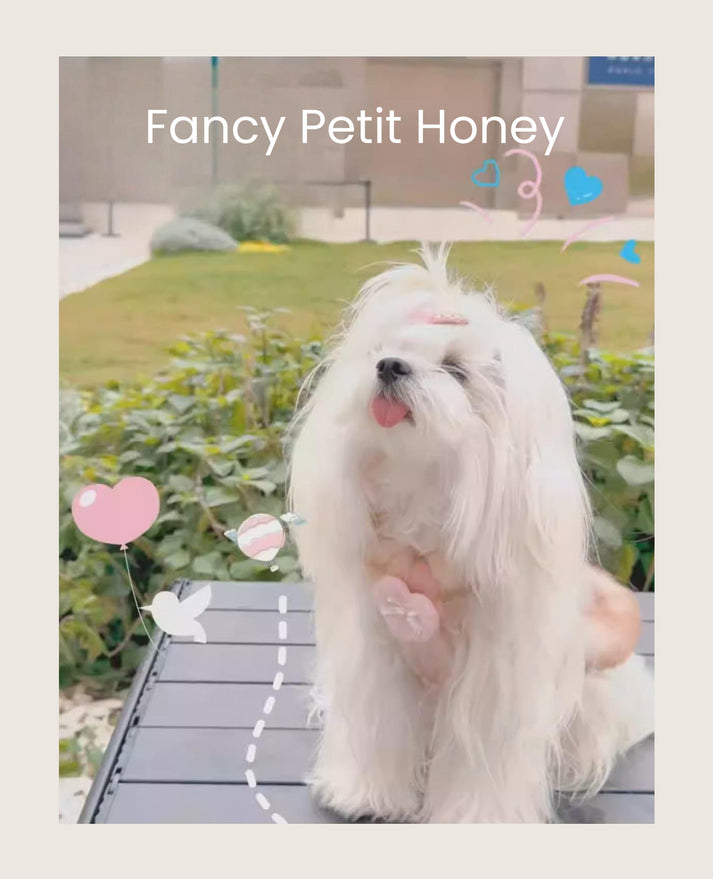犬用ワンピース 姫系《SNX003》プリンセス 小型犬 中型犬 高級ペット服 | Fancy Petit Honey